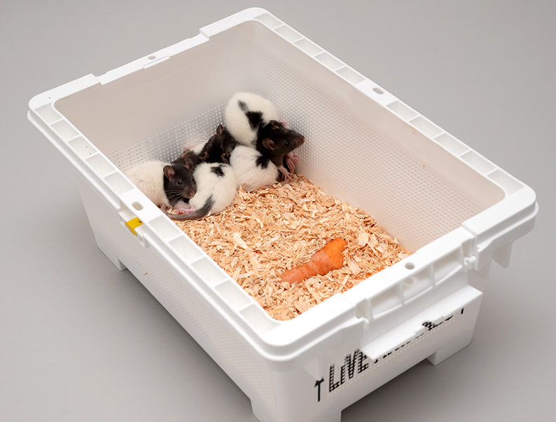 SMALL Animal Transport Bin – Qualpet